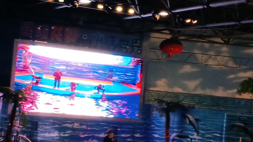 #海豚表演 表演还是很精彩的ߘ�#海洋馆