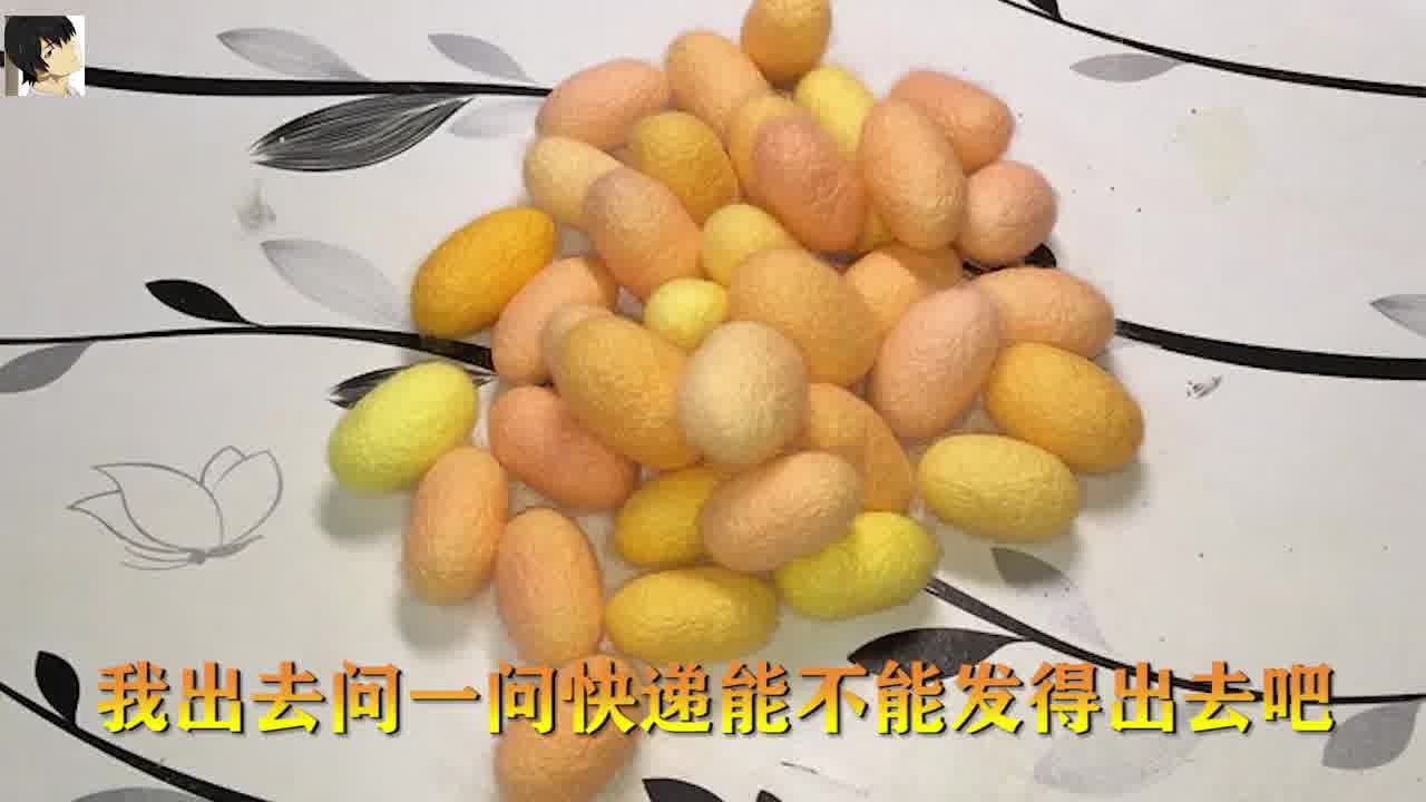 蚕宝宝结茧了,小伙手剥蚕茧外面的蚕丝,剥的极其过瘾