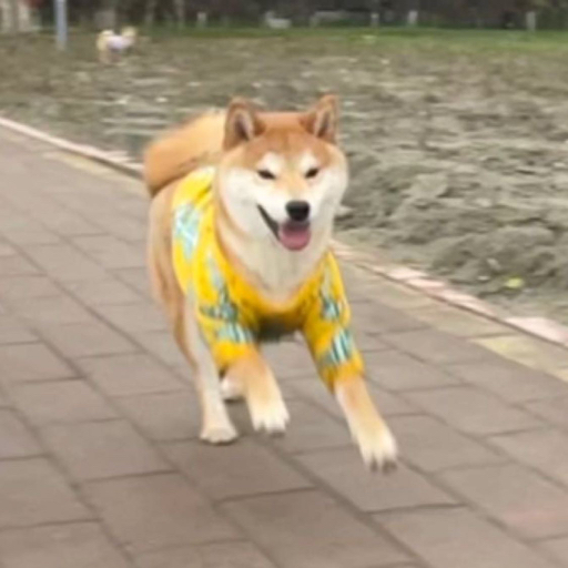 柴柴十2 