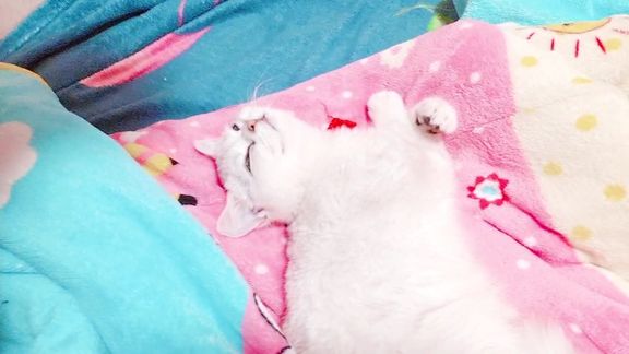 可爱的小猫咪,陪小主人玩累了。睡觉的样子真可爱