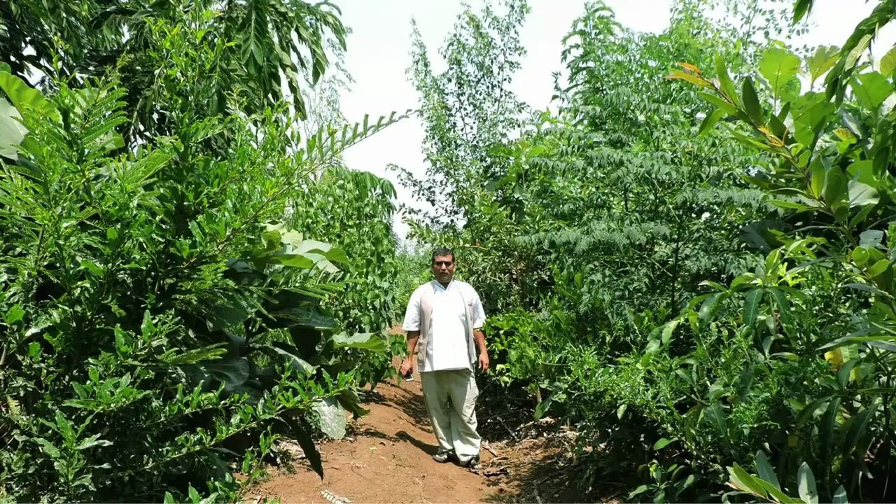 ...a forest in your backyard | Shubhendu Sharma 如何在后院种一片森林