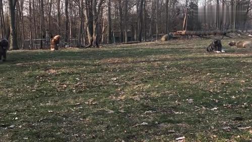 养这几只家庭护卫犬,院子再大也不怕有贼