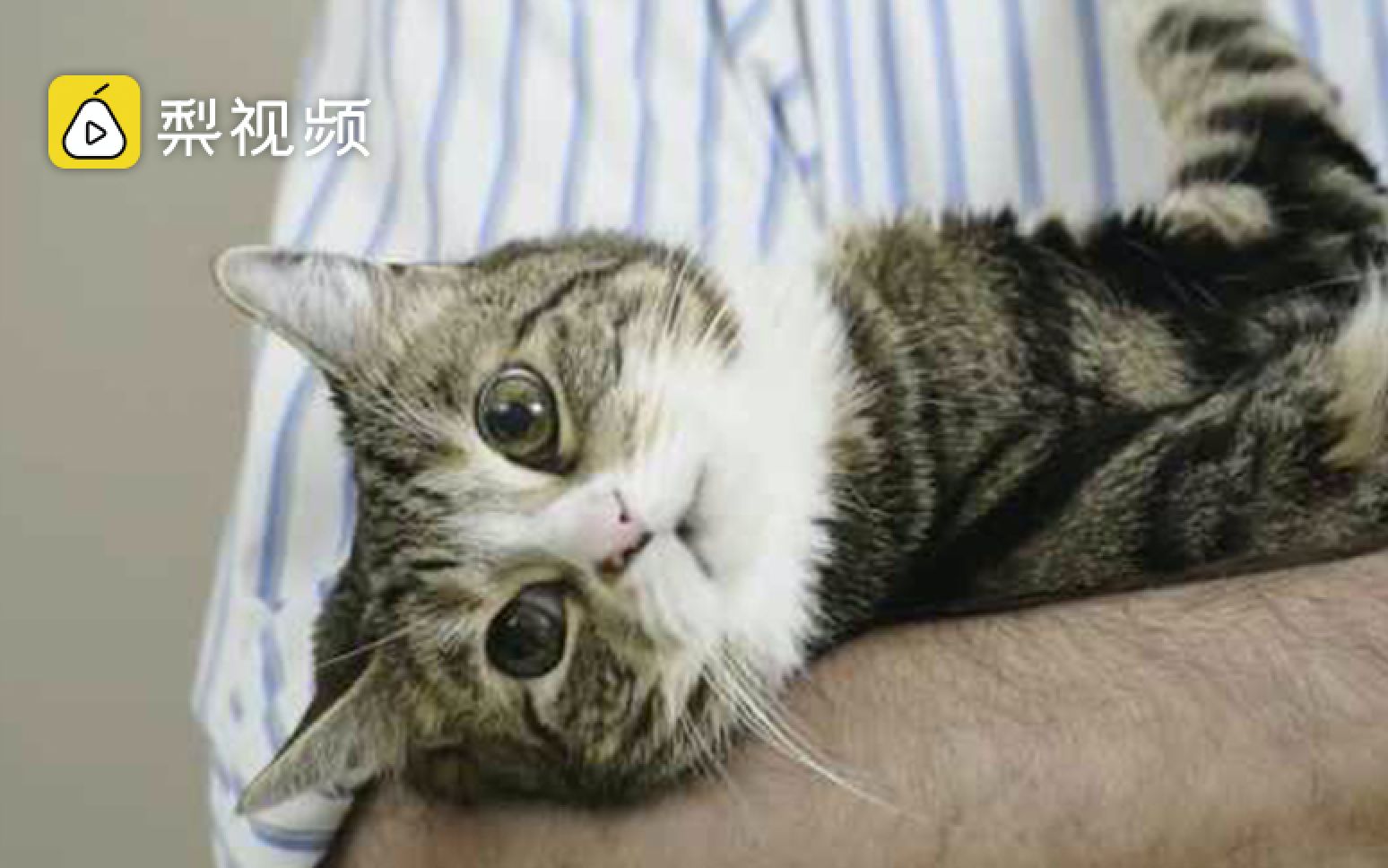 对猫咪“婴儿抱”OK吗?兽医解惑:你们要先有互信才行