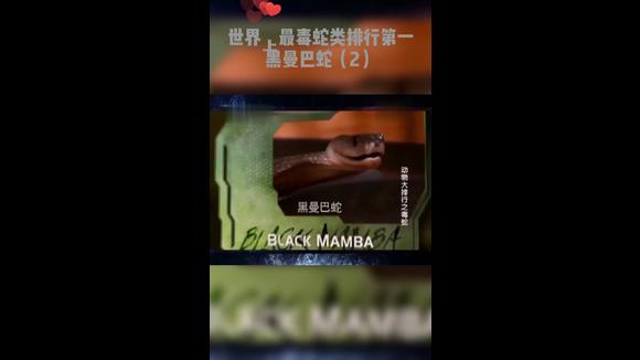世界上最毒蛇类大排行