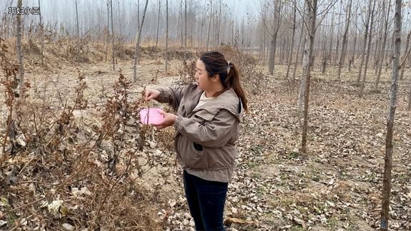 生长在野地的苍耳到底有什么功效?以前不知道,今天真是长见识了