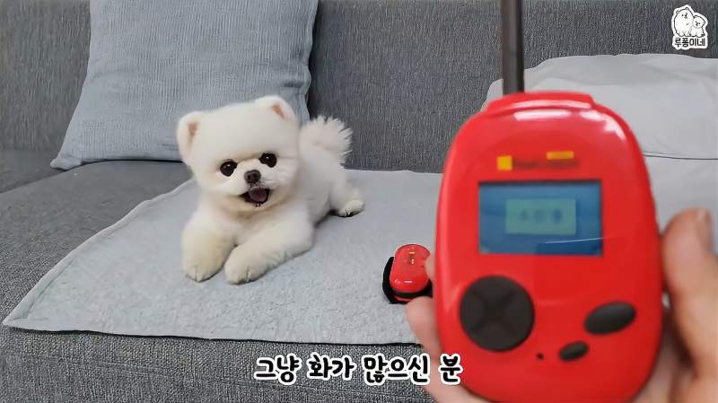狗狗生气的时候是想表达什么呢?