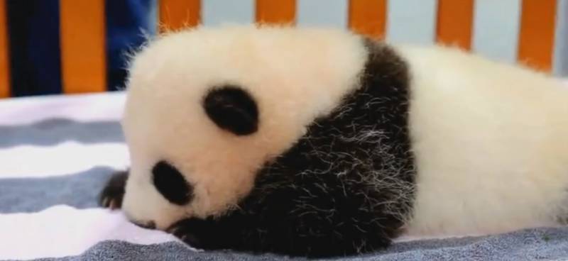 熊猫宝宝花生从出生到死亡的全过程,看得我好心痛!