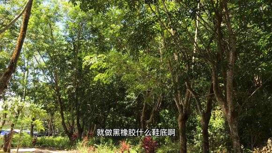 世界之大无奇不有!在海南有一种植物,它既开花又结果还产奶