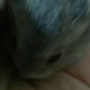 机甲魔法师没洛克 