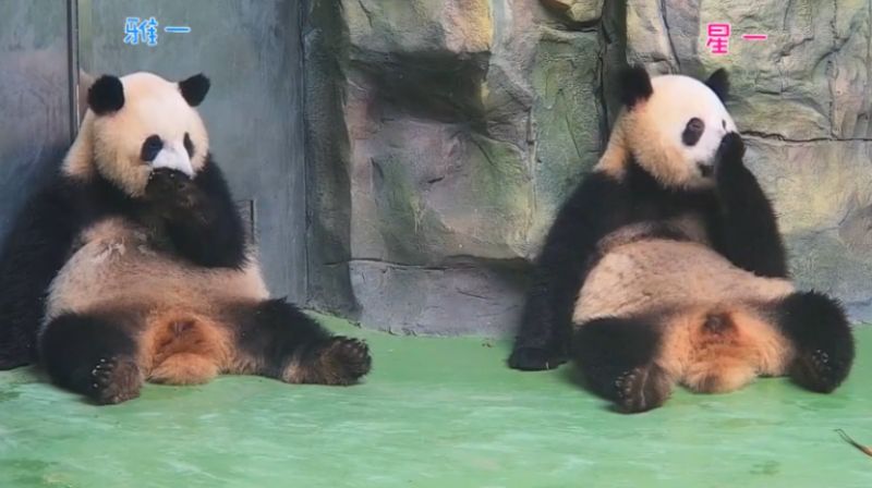 当熊猫突然意识到同伴和自己长得一模一样是,会是什么样的反应?