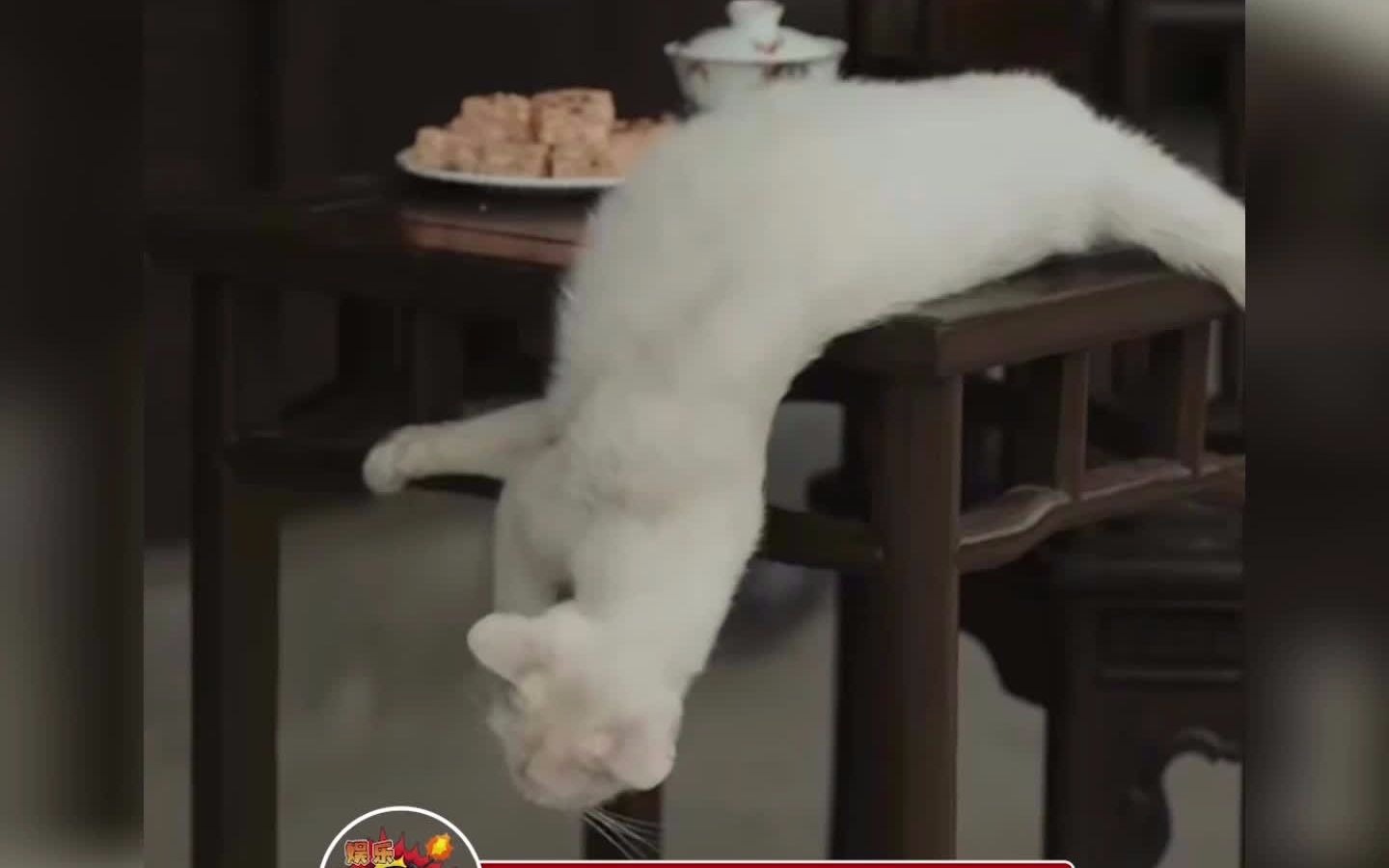 当家主母回应猫镜头争议 :称是在专业人士指导和小猫主人的看护下、...