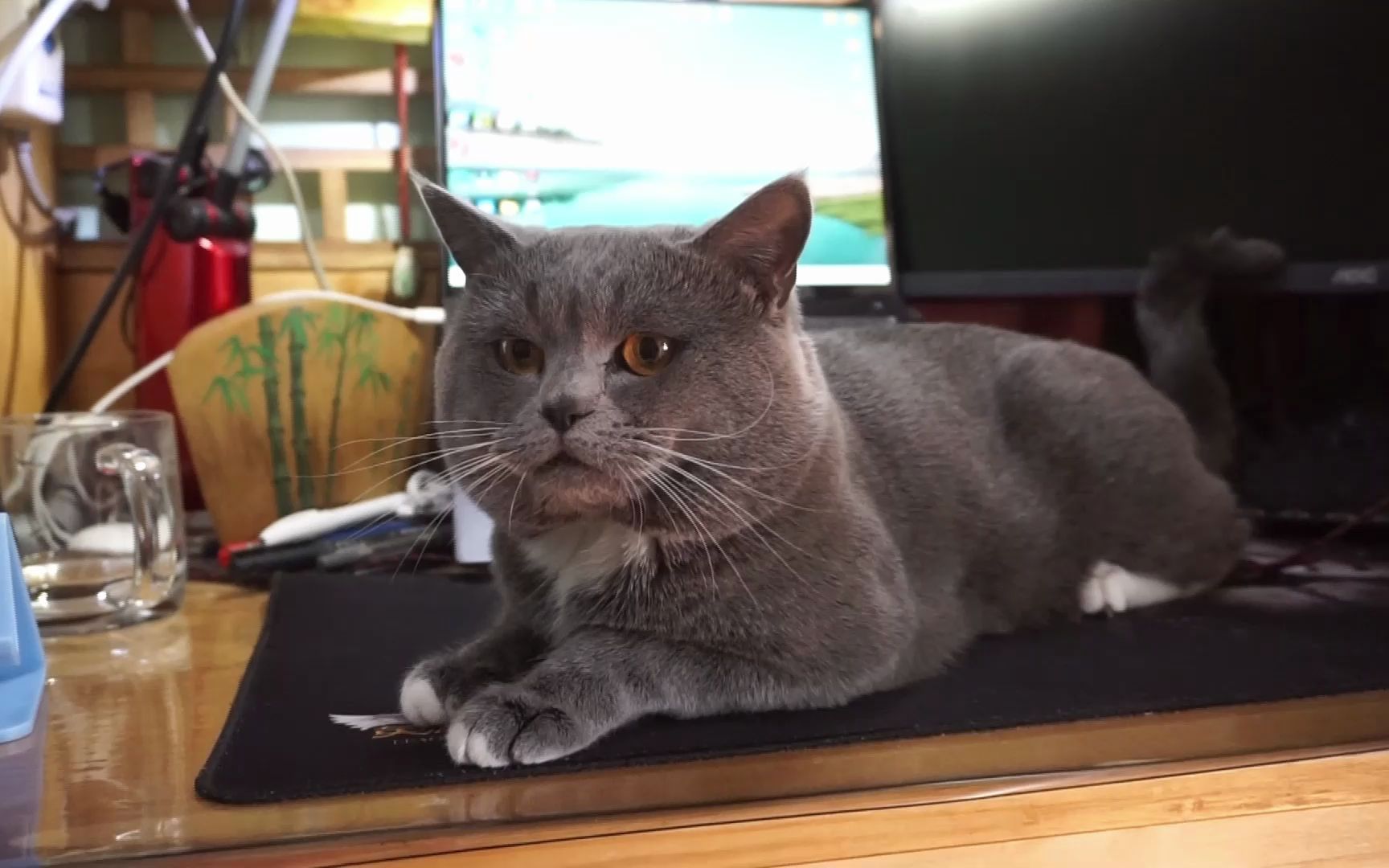 【如何在linux上养一只猫】oneko鼠标精灵在KylinOS上的初尝