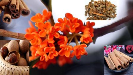 桂皮、肉桂、桂圆、桂枝、桂花你能准确区分?这样4招彻底弄清!