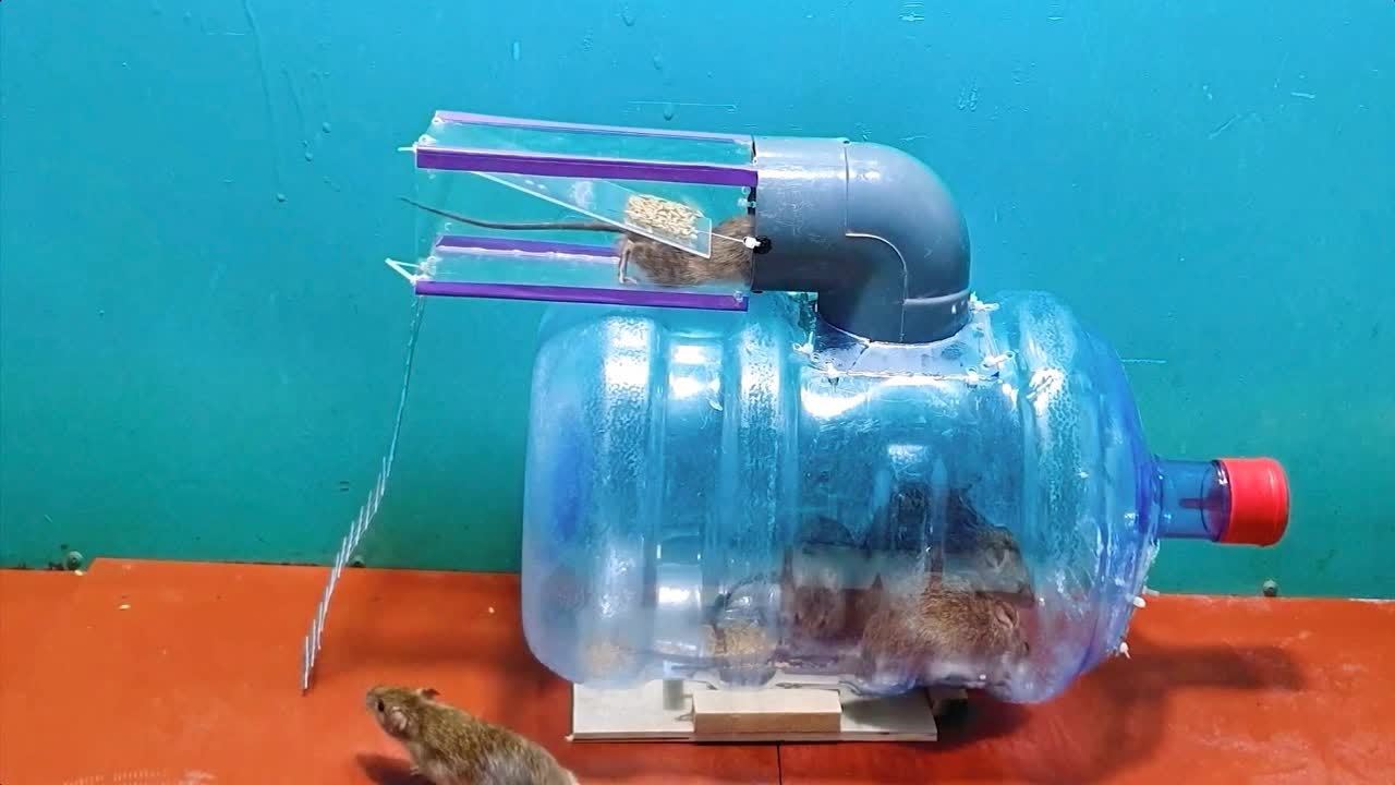 废弃的水桶别再扔掉,拿来做成捕鼠器,从此晚上安心睡大觉!