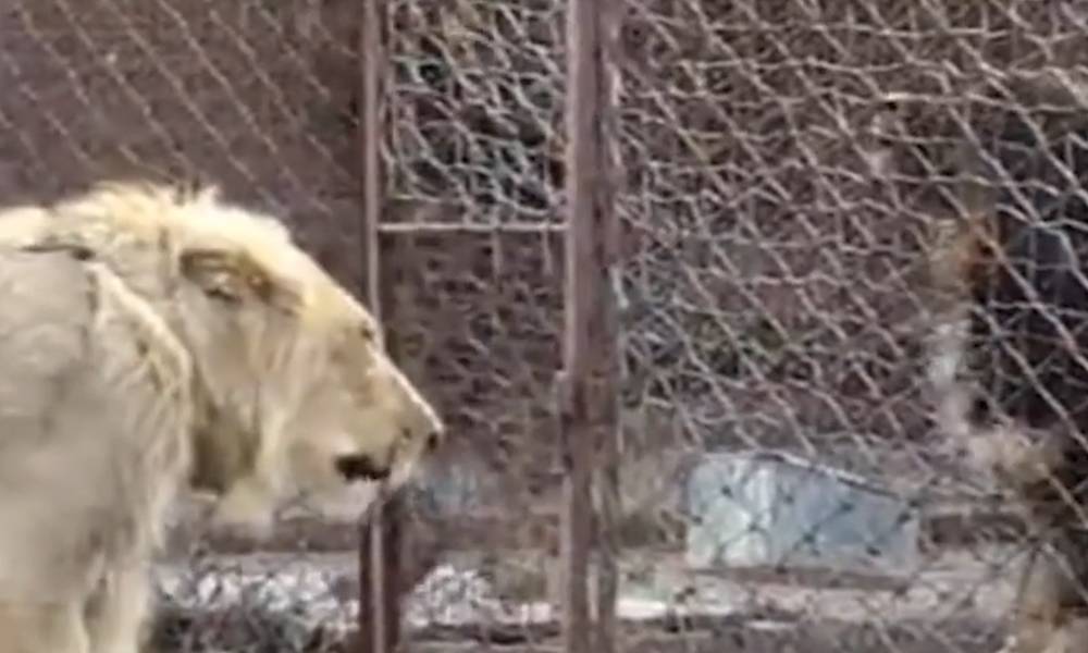 藏獒战斗力究竟多强?面对狮子毫无畏惧!转头却开始撕咬人类!