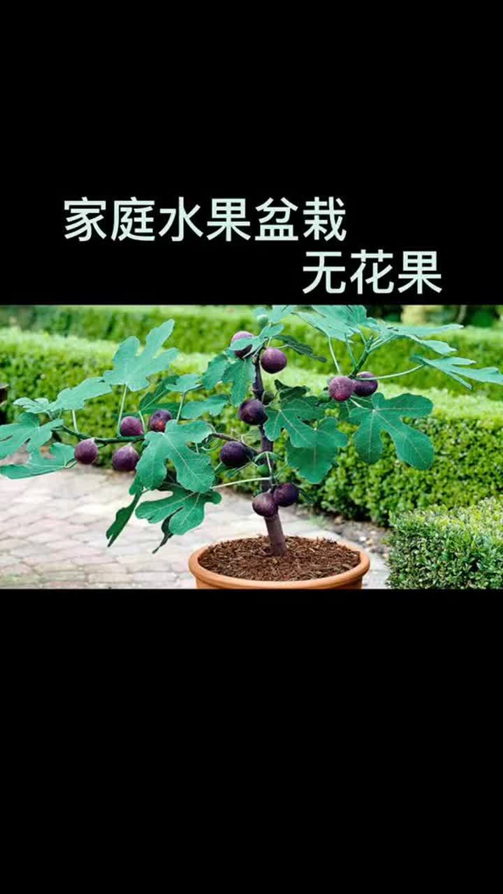 ./b> 阳台 阳台花园 花卉绿植 花卉 无土栽培
