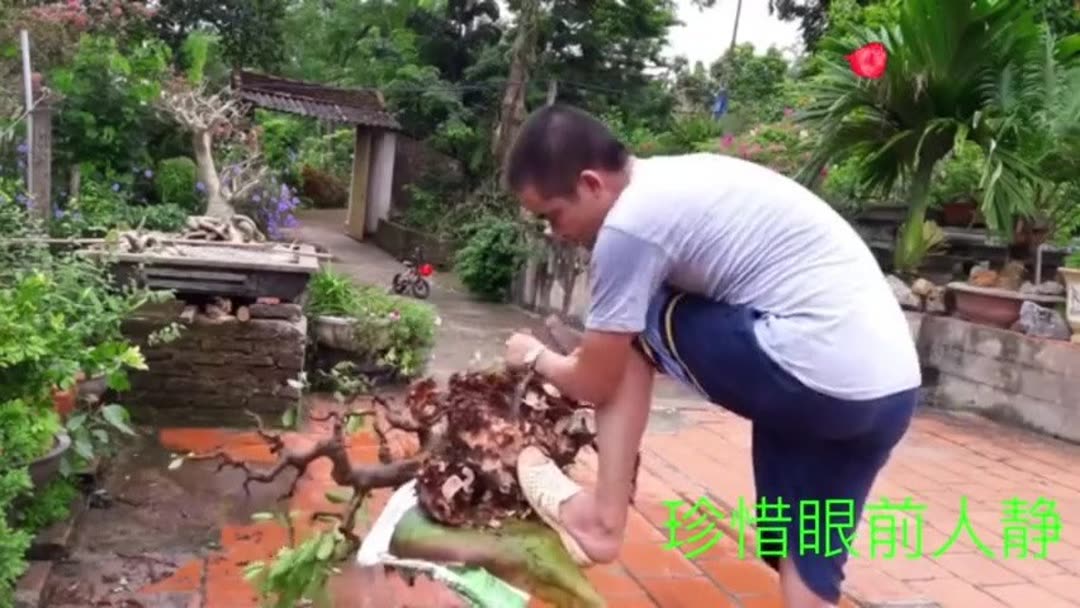 一棵造型很有魅力的老桩榕树盆景,师傅修剪清洗根部,造型太美了