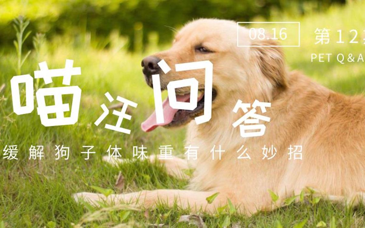 喵汪问答第12期:缓解狗子体味重有妙招
