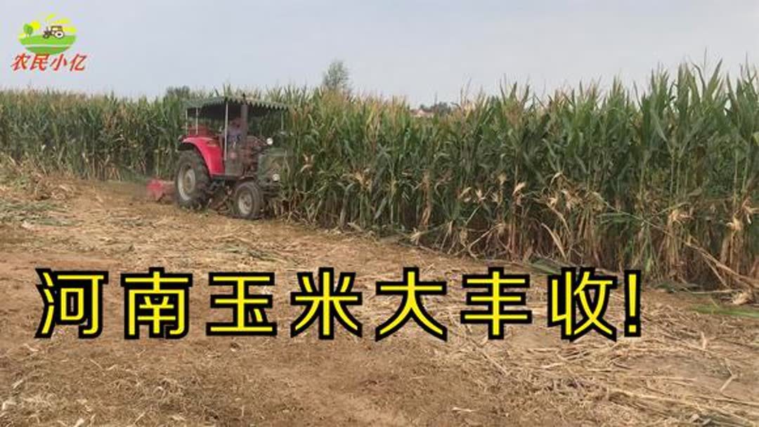 又是一年农忙时:实拍河南玉米大丰收全过程,风调雨顺,庆丰收