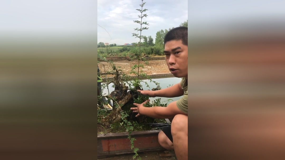 对节白蜡 修剪 如何留对枝很重要