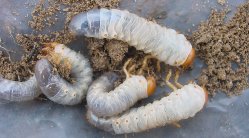 农村很常见的白土蚕,都有什么作用?看完总算明白了