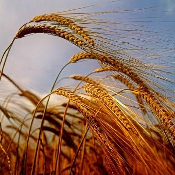 大麦养生小百科 