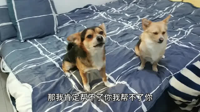 狗狗被咬了,铲屎官怒气冲冲去帮忙,结果铲屎官真坑啊,真逗