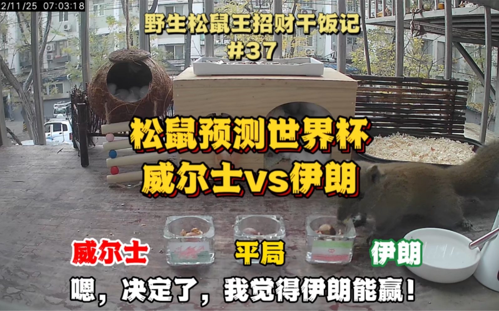 ...松鼠的干饭日常 #世界杯 又预测对了!招财预测世界杯-威尔士vs8伊朗