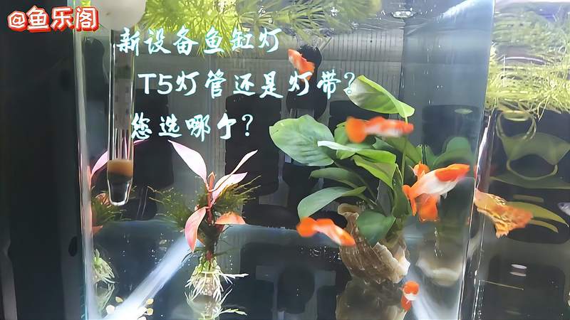 灯带相较T5灯管,您更看重哪种?