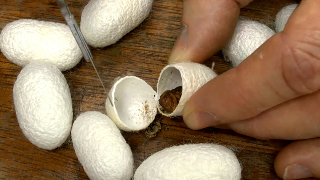 蚕茧里面有什么?老外用刀子残忍切开,发现情况不简单!