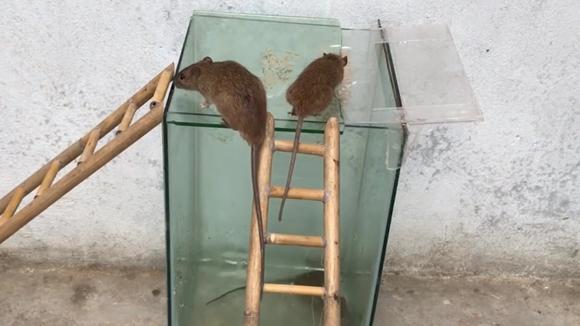 简单制作的一套捕鼠器,一会就引来一群老鼠,抓都抓不完