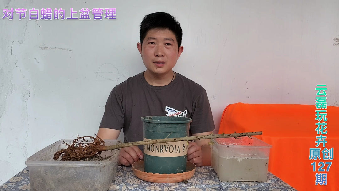 对节白蜡是盆景之王,你知道对节白蜡小苗如何上盆吗?一起看看!