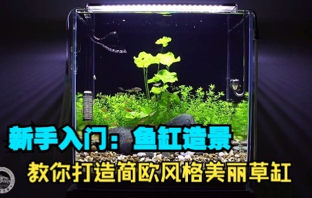 新手入门,鱼缸造景教学:教你打造简欧风格的美丽草缸
