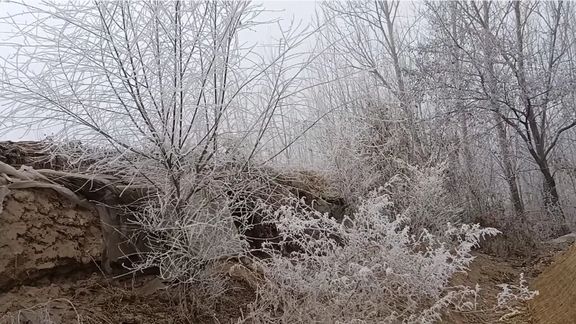 早上起来推开门看见外面景物都变了样,一年难得见到一次真是漂亮