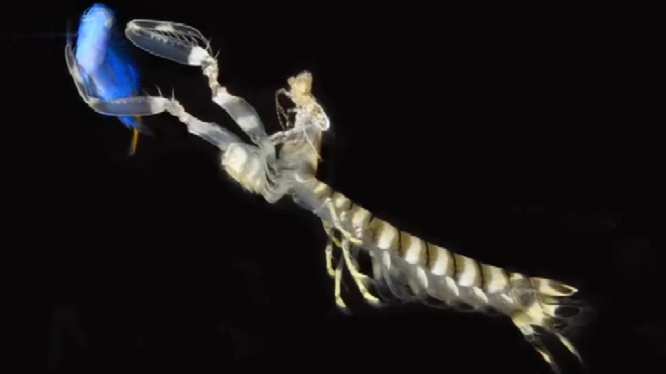 动物仿生学的例子,用螳螂虾的眼睛看世界