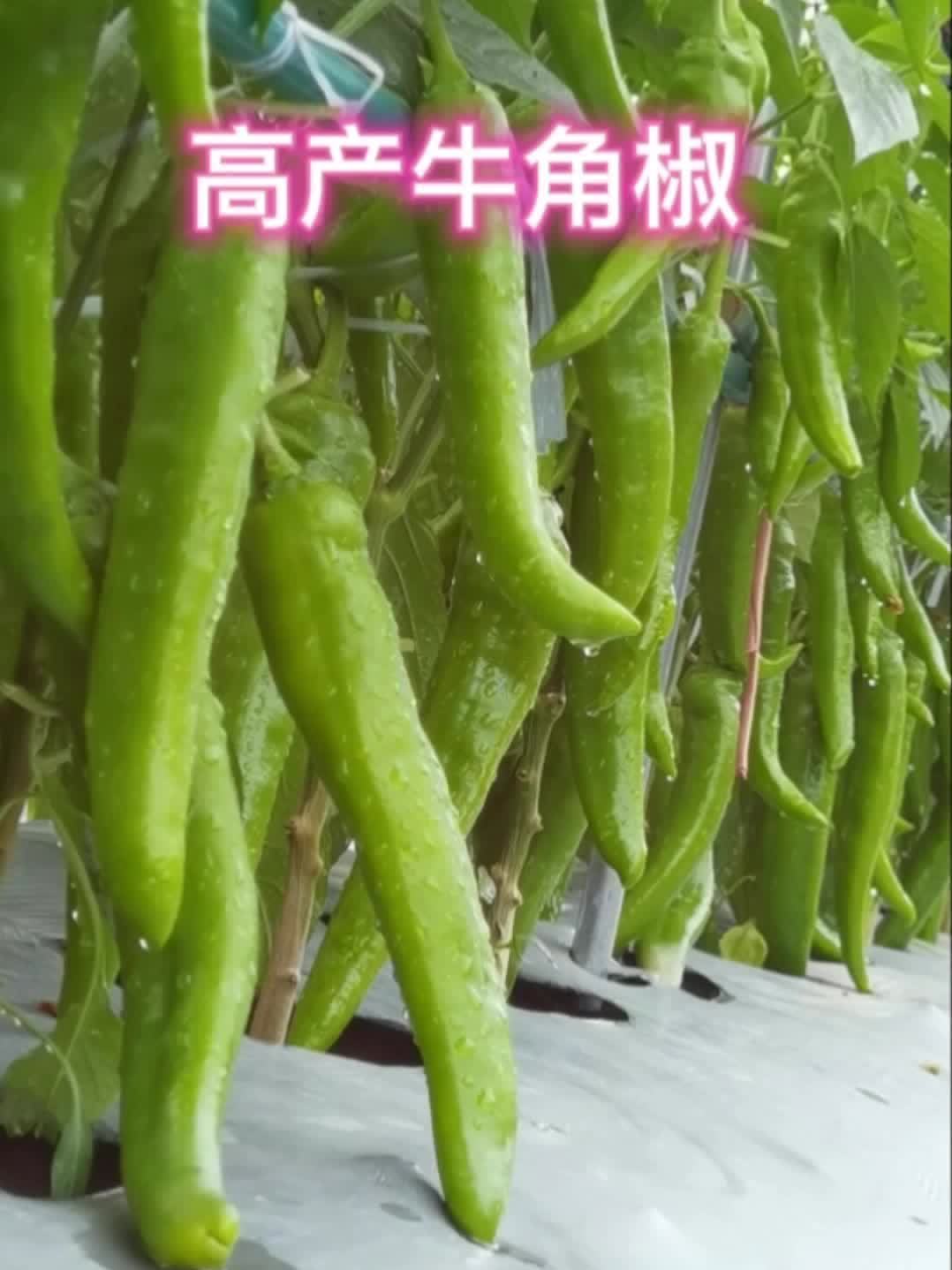 这个牛角椒产量特别高,一颗秧子上挂满辣椒,推荐大家种植!