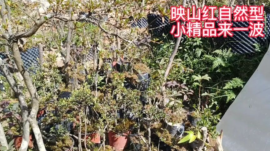 自然型映山红熟桩,小精品盆景素材来一波,感谢老铁们关注