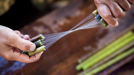 越南人另类制丝法,竟从荷花根茎抽出“丝绸”!称比蚕丝更柔软
