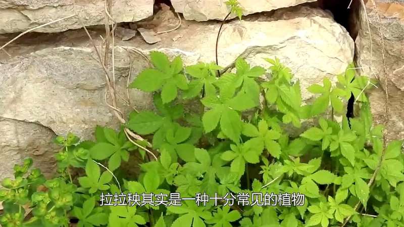 在农村随处可见的拉拉秧,竟然有那么多的用途!