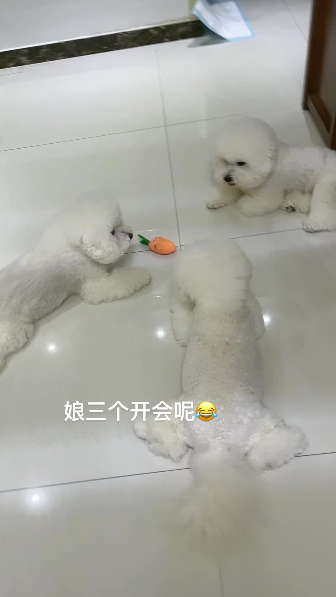 ...呢,会议的中心思想是什么呢?#比熊宝宝 #我家毛孩子 #萌宠日常记录
