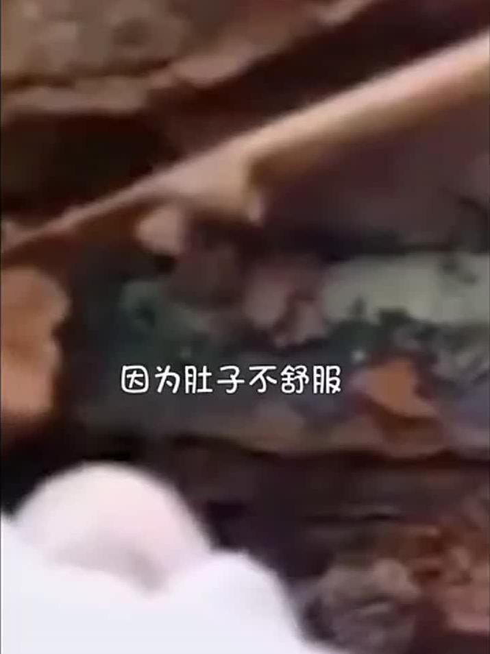 甘肃一老农拉肚子,忍不住蹲下方便,不料却拉出了个 世界第一