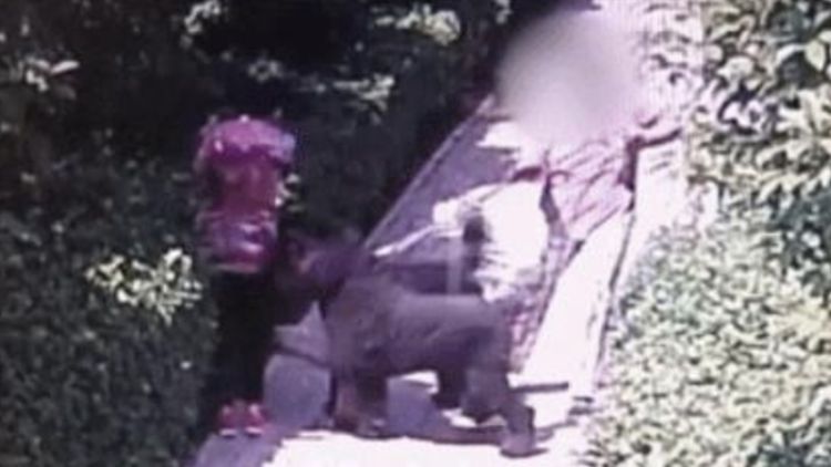 河南安阳“狗咬老人”事件 视频为证却维权无门?