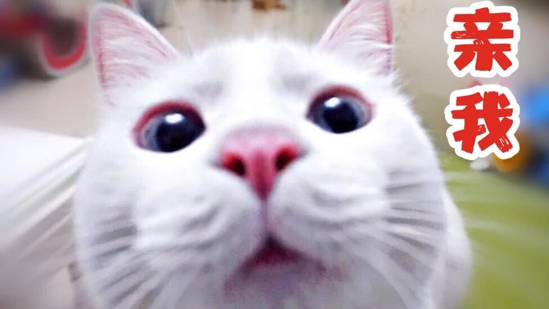 猫咪撒娇卖萌阻止铲屎官出门上班,这么甜的猫咪谁顶得住啊!
