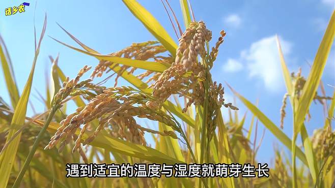 水稻抛秧能有效的减少人工,但这些问题得注意,你做对了吗?