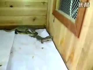 蟒蛇大战巨蜥(动物世界)