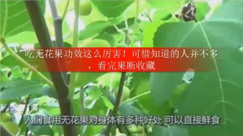 吃无花果功效这么厉害!可惜知道的人并不多,看完果断收藏