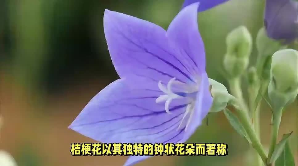 桔梗花的花语与寓意