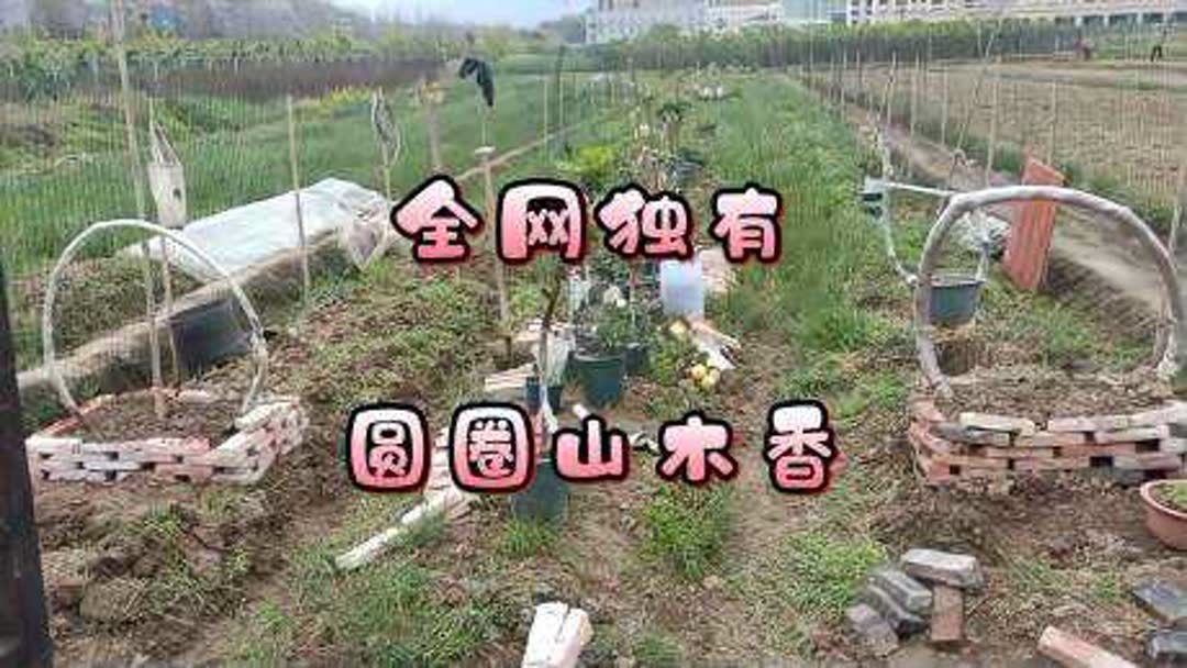 全网独有造型山木香,左右各种一个,用废弃的砖头代替控根器种植