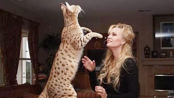 世界上最贵的猫咪排行榜,第一个竟要60余万人民币?