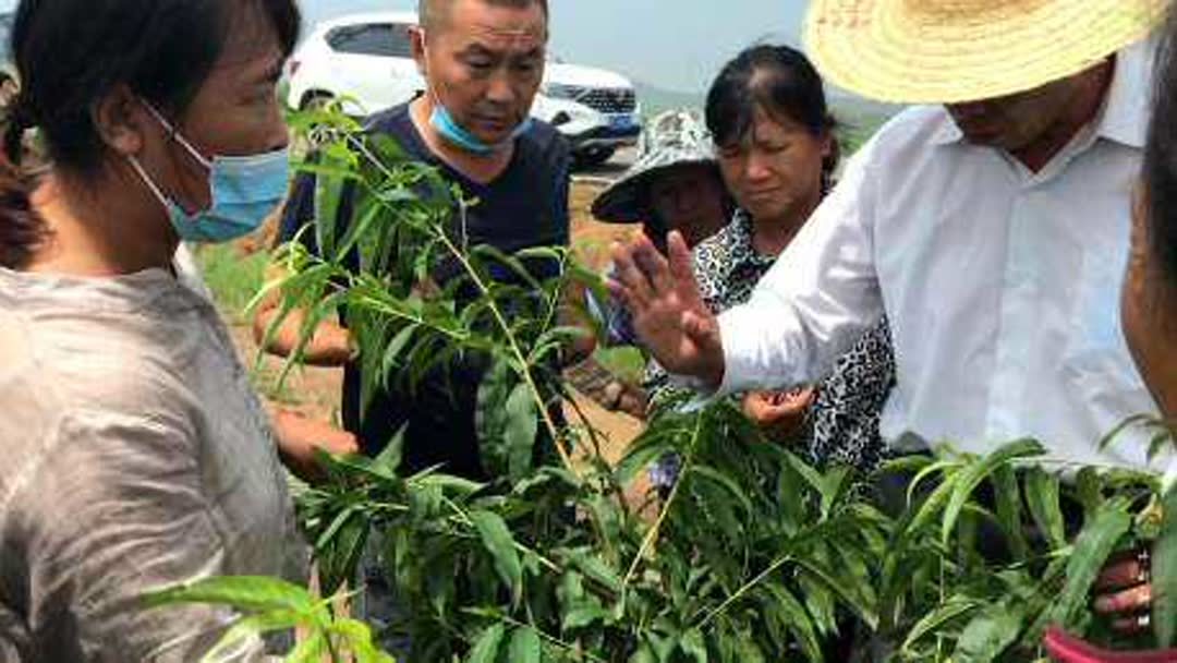 实拍果树专家果园亲临现场,现场操作指导桃树种植技术和修剪方法
